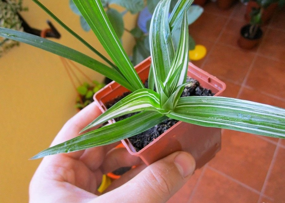 Продам комнатное растение в Ялте, Cyperus albostriatus Variegatus ...
